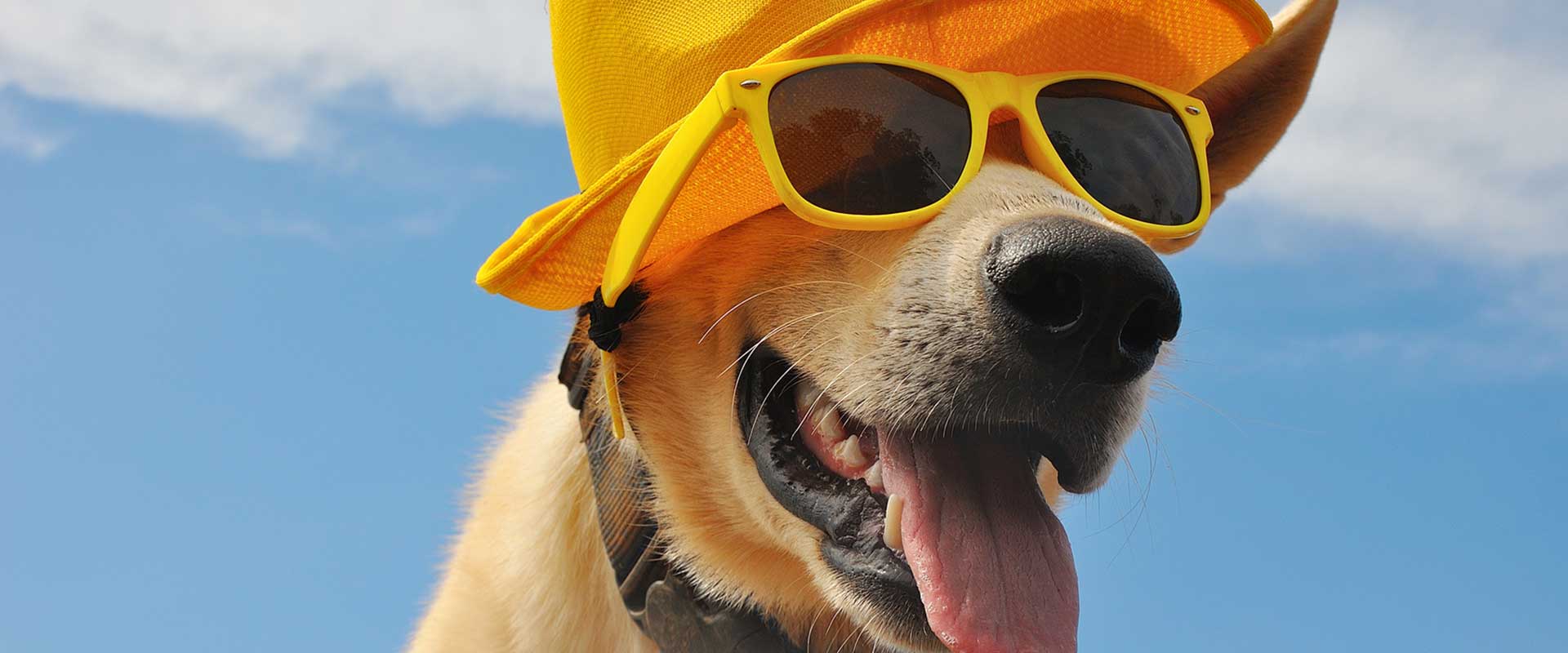 AFFENHITZE! TIPPS FÜR TIERE BEI HITZE IM SOMMER