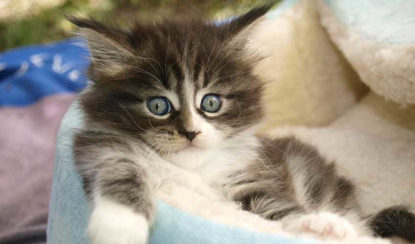 AFFENHITZE! TIPPS FÜR TIERE BEI HITZE IM SOMMER